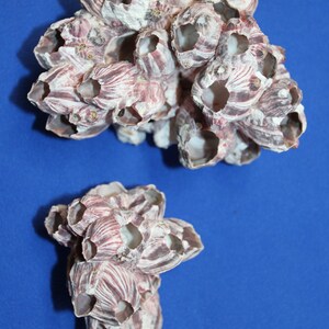 BARNACLE Clusters, Beautiful Purple Hues, Home Decor, Craft Supplies ...