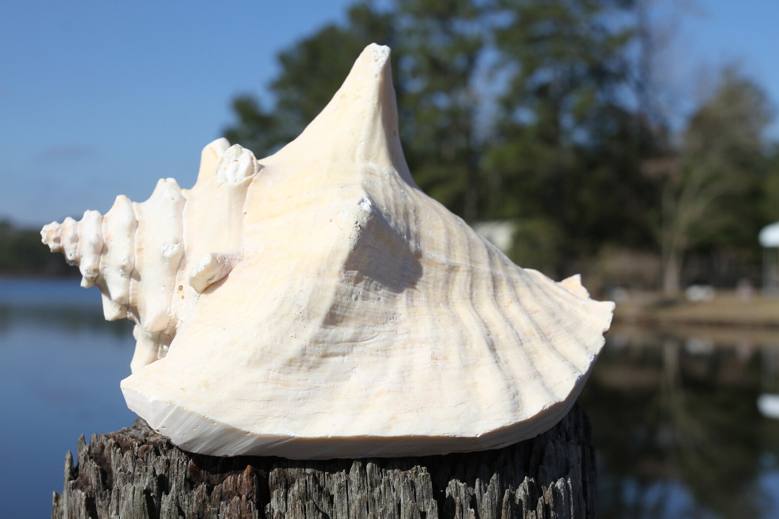 Pink Conch Shell Island Decor Free Ship JA-1 - Etsy