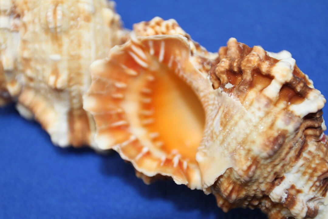 BURSA RUBITA / Whole Shells / Craft Seashells / Beach Decor ...