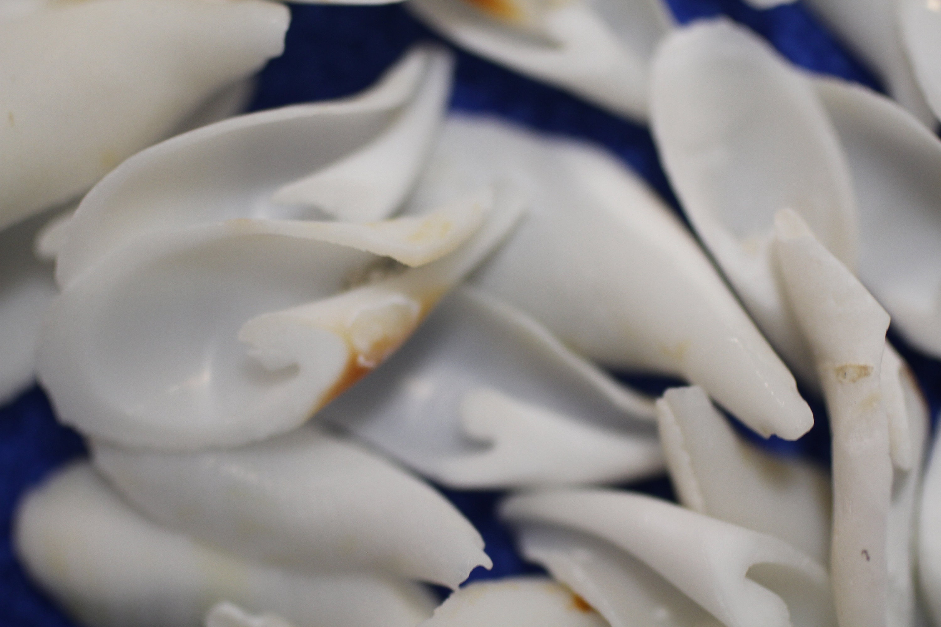 Craft Supplies & Tools Shells Small Cebu Center Cut Sea Shells 34-1 ...