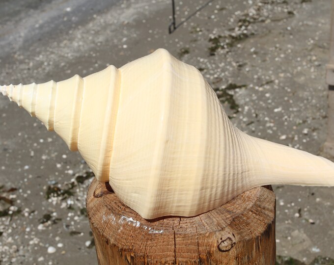 Syrinx Aruanus ,beautiful Large Australian Trumpet 17 Display Shell ...