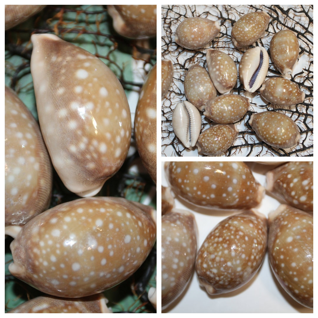 Deer Cowry, Cypraea Vitellus, Shell Craft Supply, Fawn Spotted ...