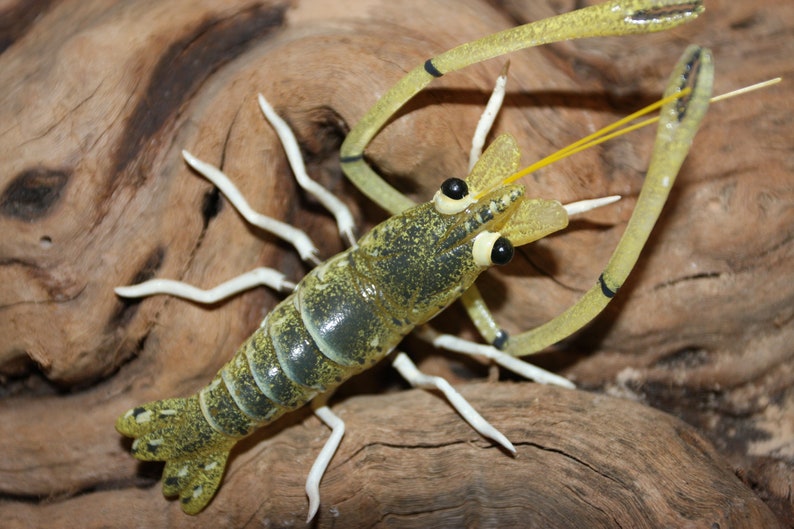 Restaurant Display Shrimp for Seascape Creation Projects Diy - Etsy