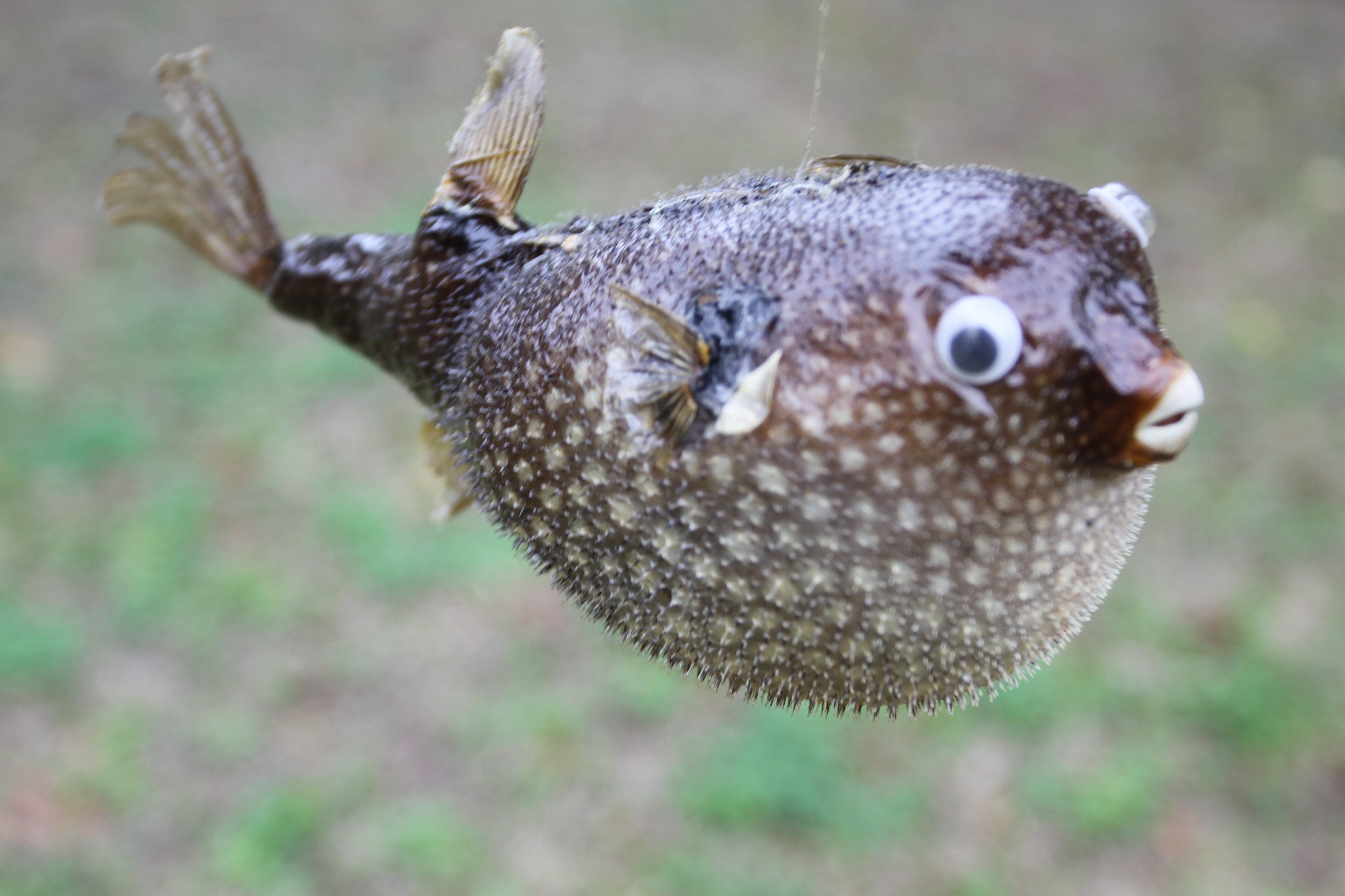 Cute Baby Puffer Fish