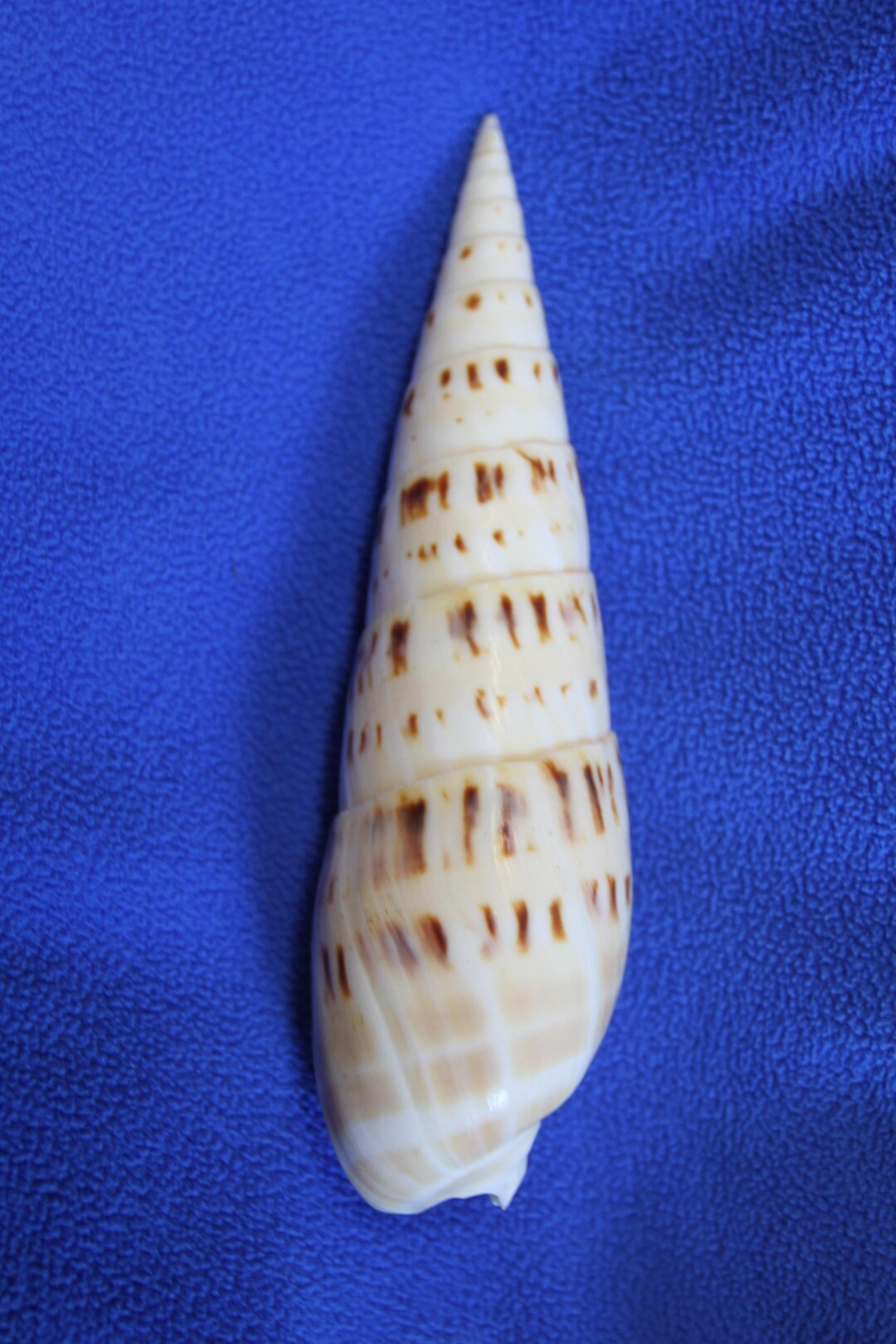 MARLIN SPIKE, Terebra Maculata, Large Display Seashell, Bath Decor ...