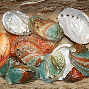 KOREAN ABALONE SEASHELLS / Custom Greeting Card Crafts Supply / Jewelry ...