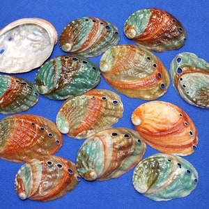 KOREAN ABALONE SEASHELLS / Custom Greeting Card Crafts Supply / Jewelry ...