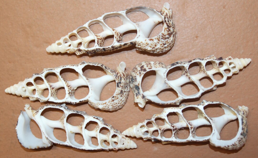 SLICED SEASHELLS, Cerithium Aluco, Shell Craft Supply, Jewelry Supply ...