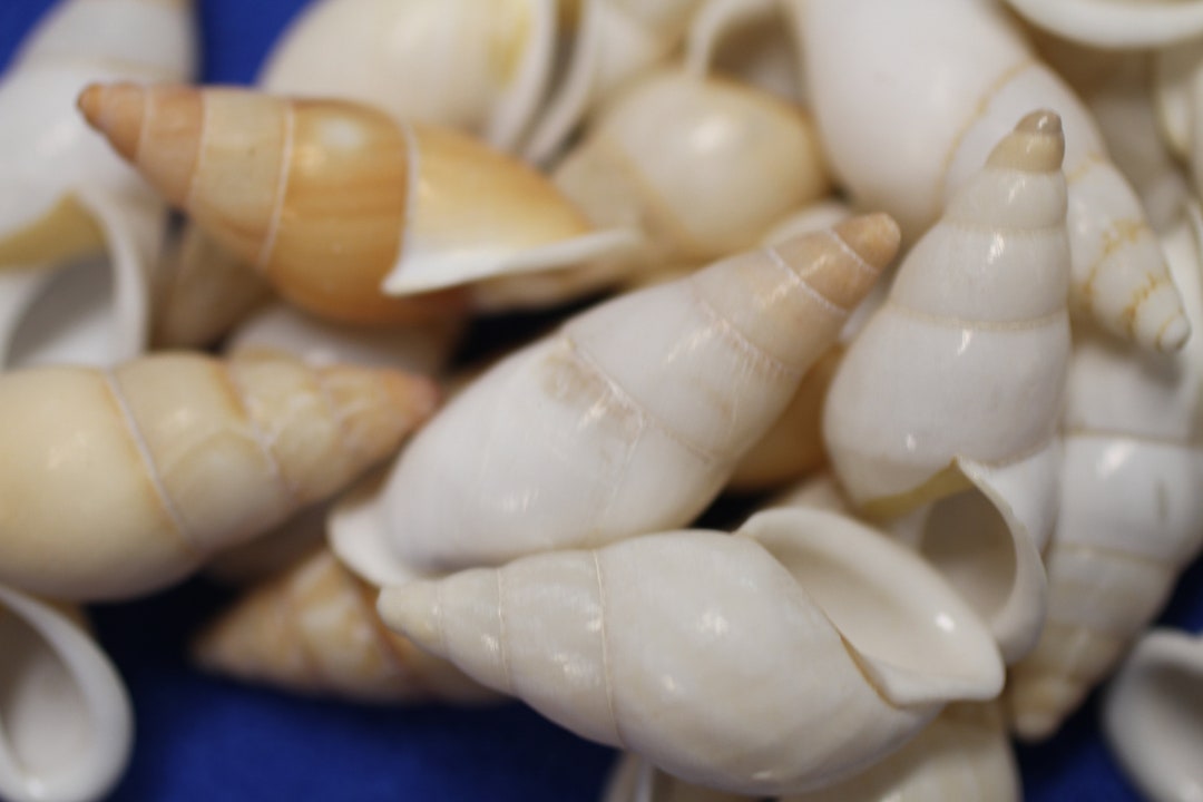 LAND SNAILS / Vase Filler Seashells / Craft Supply / Mosaic Craft ...