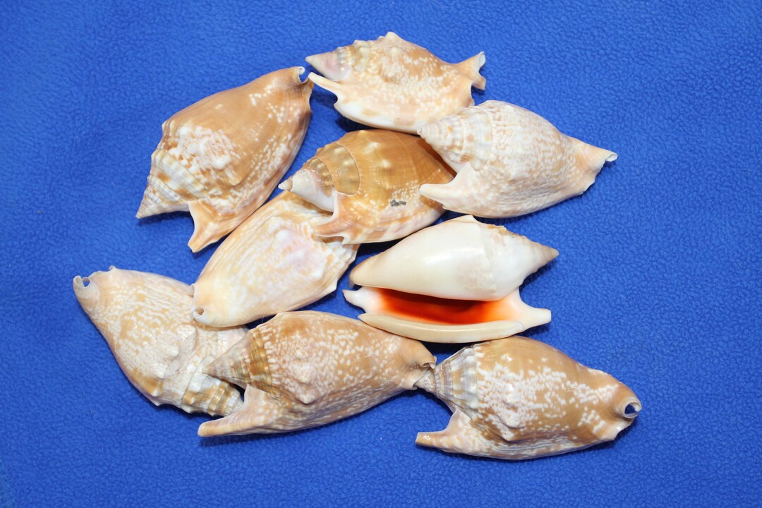 STROMBUS BULLA Whole Seashell / Craft Supplies / Bath Decor / Wreath Supply / Sailor Valentines ...