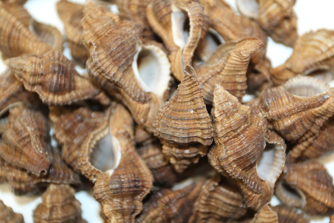 Murex Capusinus - Bulk Purchase- 90 Shells- No Longer Able to Get Craft ...