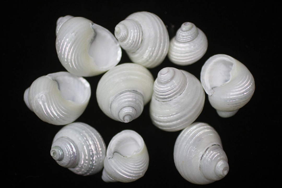 Pearled Turbos Grooved and Shiny Shell Craft Supply Wedding - Etsy