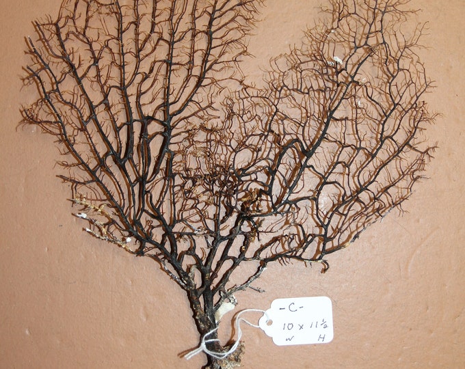 SEA FAN, Real Natural Black Fan, Round and Perfect the Shape for ...