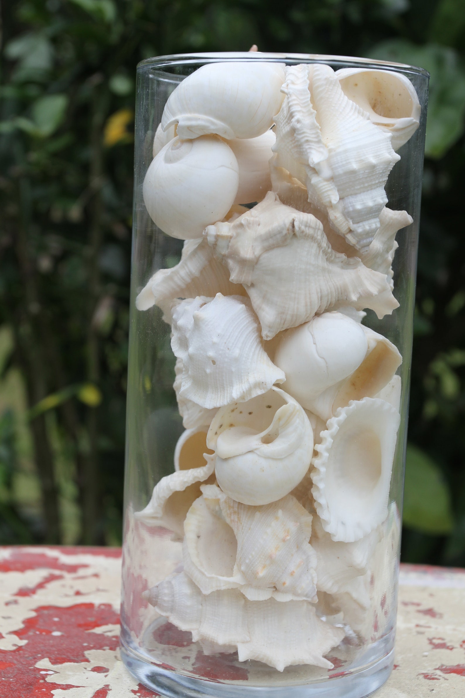 White Wedding Shells 2 Plus Lbs Free Ship SS-219 - Etsy