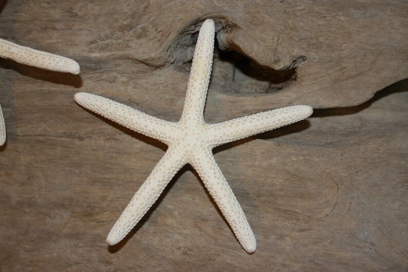 10 Pcs Ready to Use No Smell Natural Starfish 3 4 - Etsy
