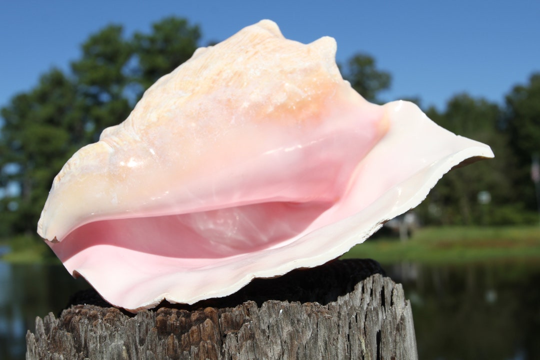 PINK CONCH, Beach Decor, Seashell Display - Christmas Gift,all Occasion Gift,collectible,bath ...