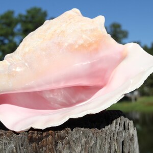 PINK CONCH, Beach Decor, Seashell Display - Christmas Gift,all Occasion ...