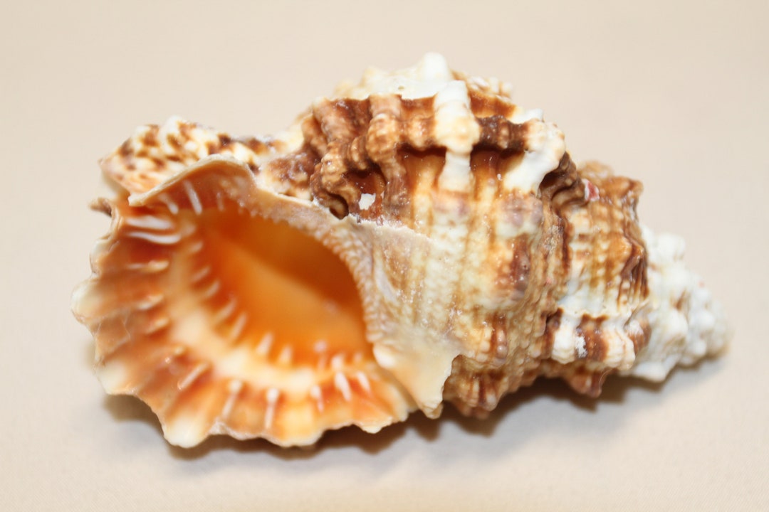 BURSA RUBITA / Frog Shells / Craft Seashells / Beach Decor ...