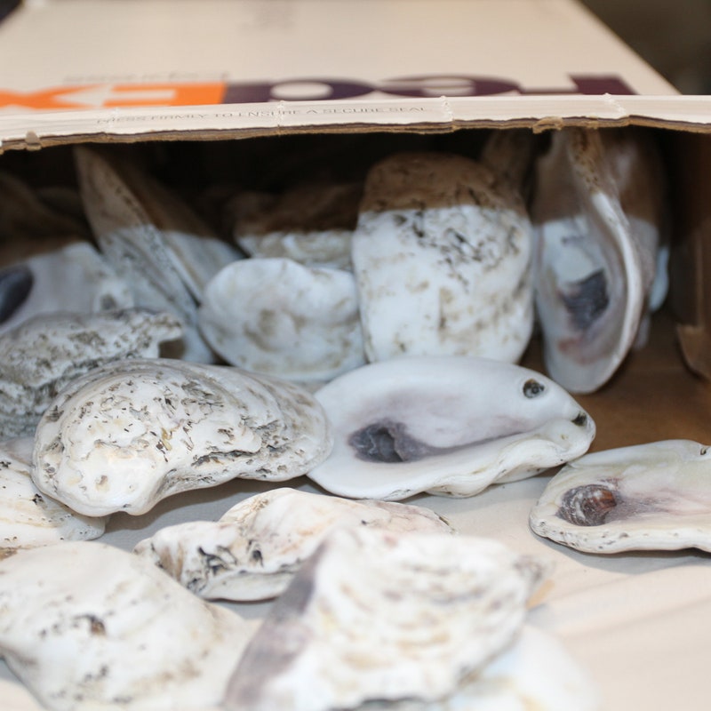 Oyster Shell Wreath - Etsy