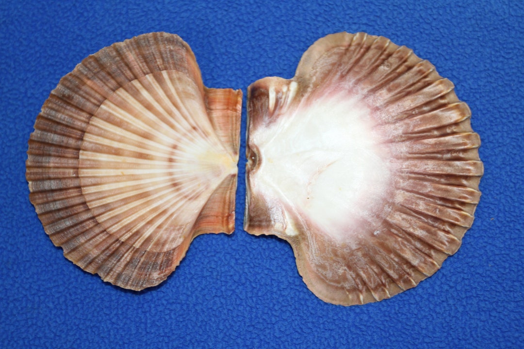 Mexican Flat Scallops,jewelry Supply, Mosaic Supply,sailors Valentine ...