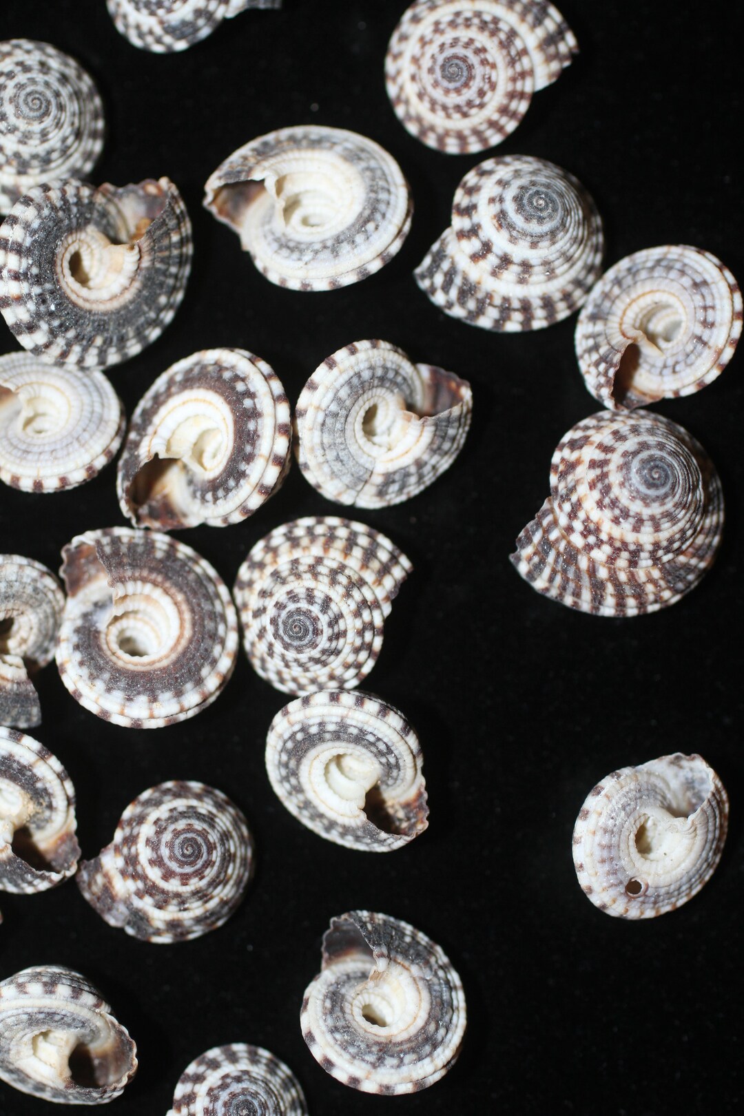 HELIACUS, Seashells,tiny Craft Seashells,mosaic Supply,beach Decor ...