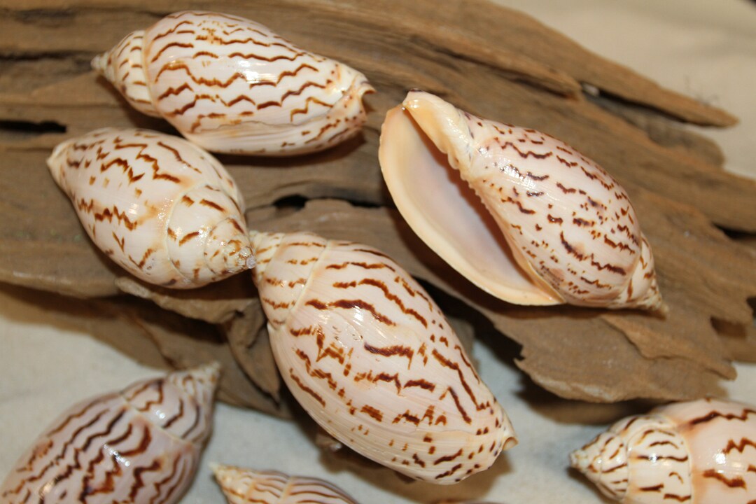 Flag Volutes Seashells 2 3/4" - 4" Flag Like Waves, Display Shells ...