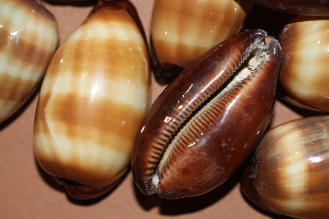 TALPA MOLE Cowry,shiny Collectible Seashell,beach Decor,beach Art,shell ...