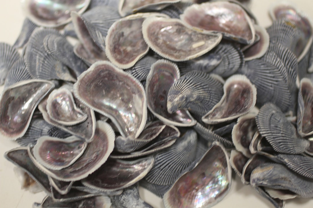 Purple Mussels Shiny Seashells Craft Supply Free Ship SS-128 - Etsy