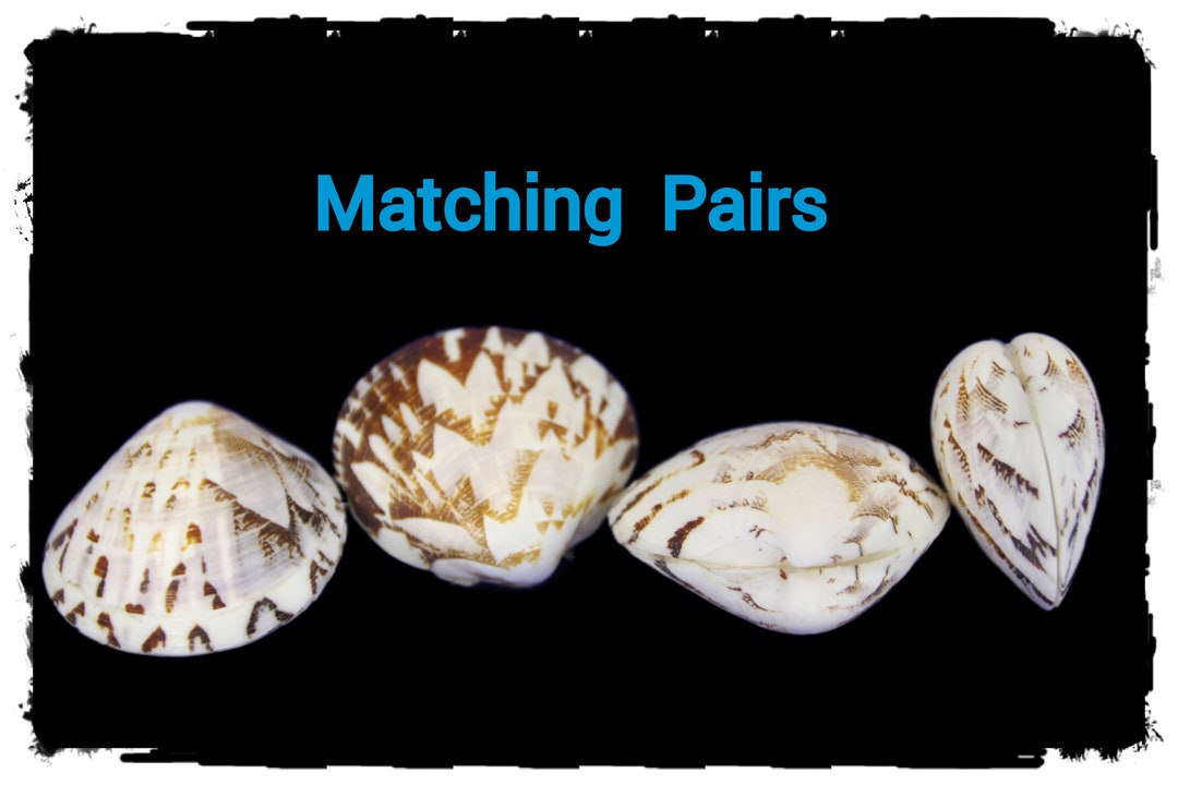 Tent Clams Matching Pairs- Craft Supply- Seashells With Unique Patterns ...