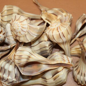 Lightning Whelks Seashells Home Seashell Craft Free Ship - Etsy