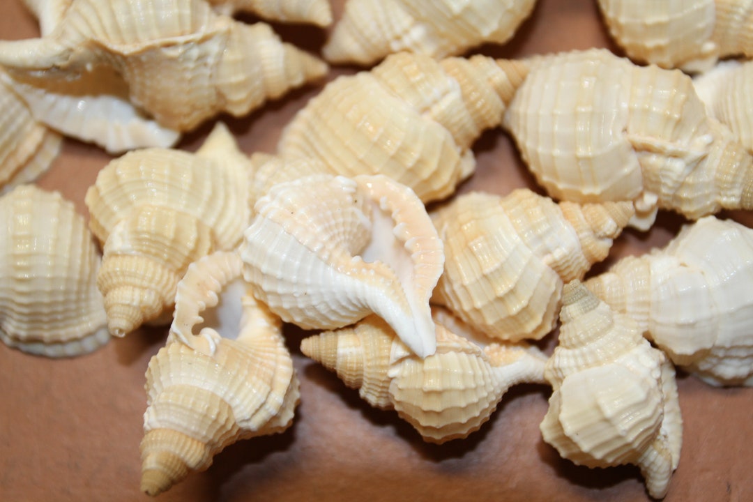 DISTORSIO RETICULATA / Craft Supplies / Floral Supplies / Wreath Supply ...