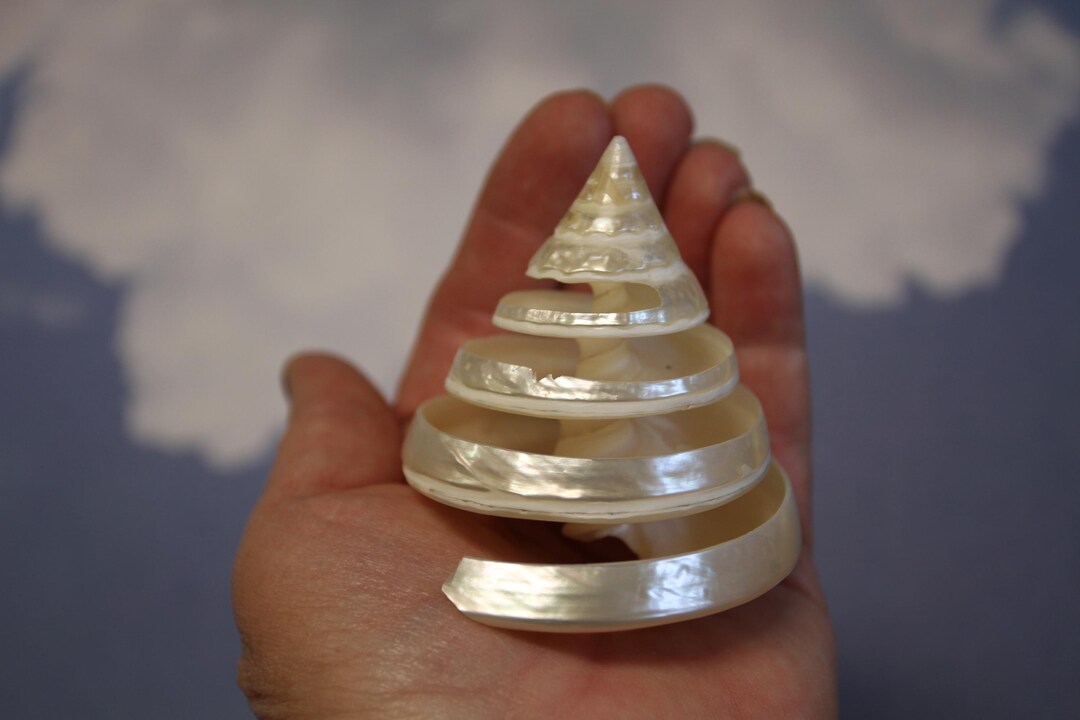 BEACH WEDDING Decor, Tectus Pyramis Seashells, Large Spiral Cut Mother ...