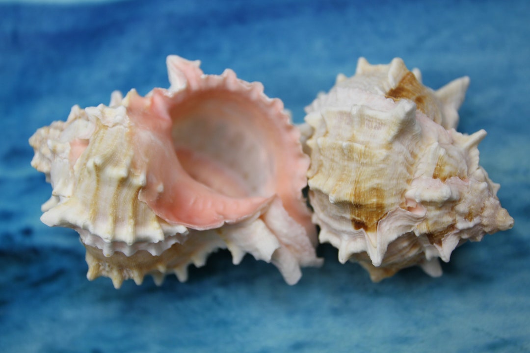 Pink Murex Seashells Whole Display Seashells Craft Supply Gift Idea ...