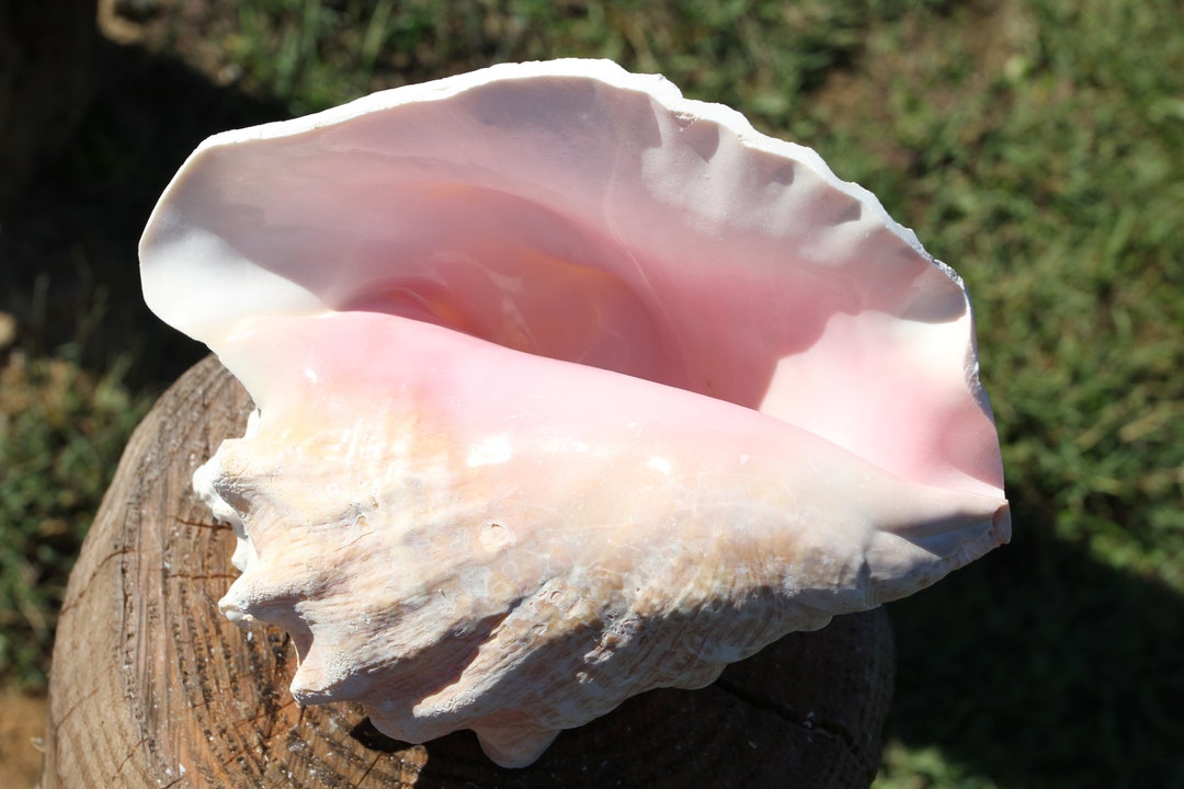 PINK Conch,shell Collectors Favorite Display Seashell,photo Prop,beach ...