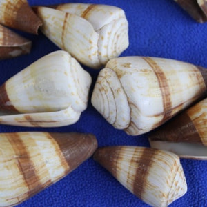 Soldier Cones, Miles Conus, Seashells, Home Decor, Free Ship, SS-65 - Etsy