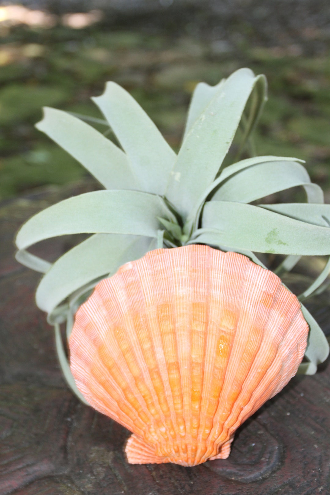 Lions Paw Seashells, DIY Ring Dish Free Ship SS-81 - Etsy
