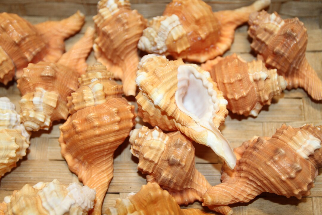 CYMATIUM PYRUM Seashells, Med-large Shells, Upscale Craft Supply ...