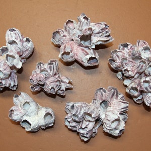 BARNACLE Clusters, Beautiful Purple Hues, Home Decor, Craft Supplies ...