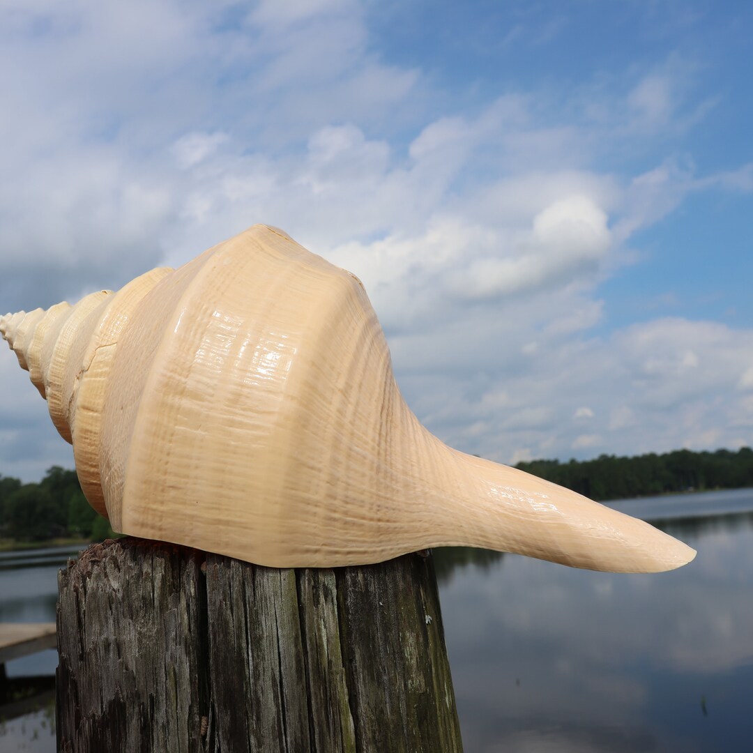 Large Syrinx Aruanus, 15"- 17" Good Condition, Display Shell ...