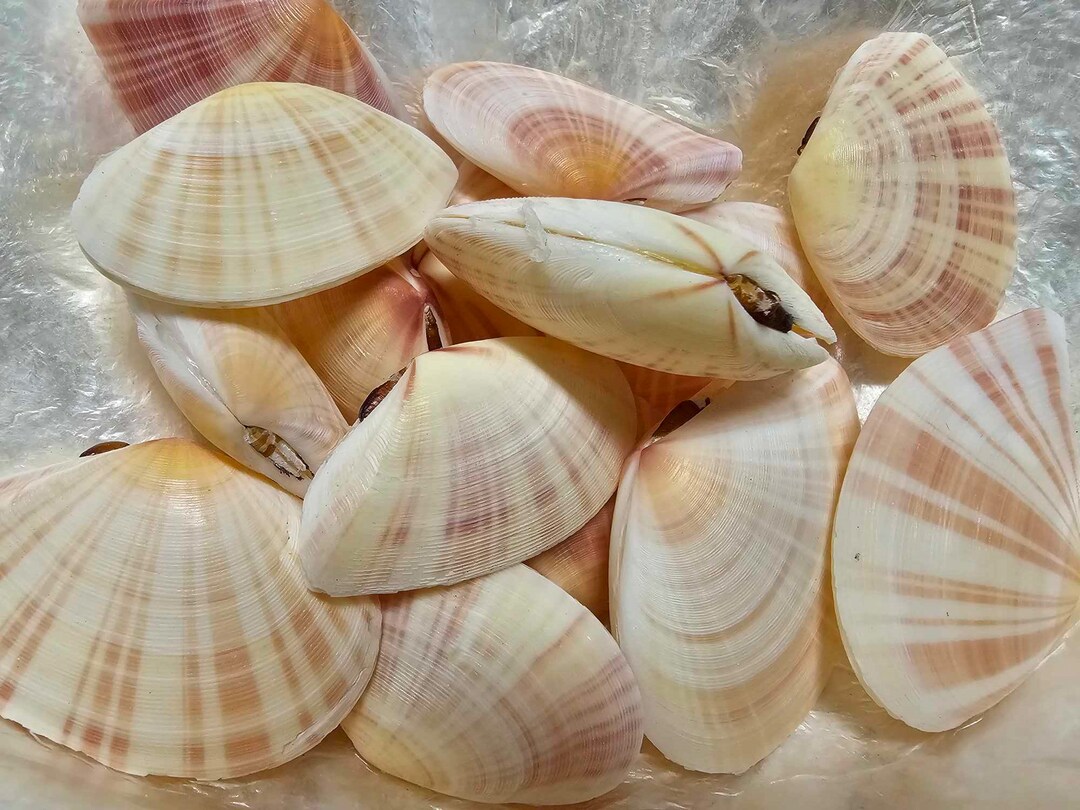 Tellin Radiata- PAIRS- Sunrise or Sunset Radiating Patterns of Soft ...