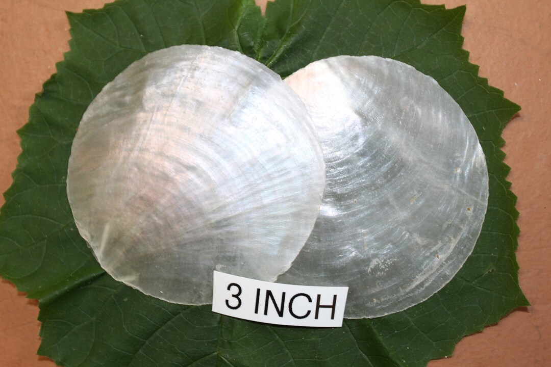 Capiz Cut Shell, Three Inches Across,craft Supply,beach Weddings ...
