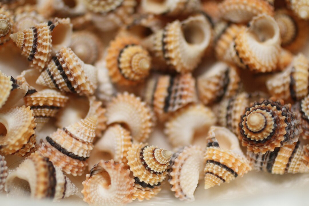 Small Tectarius Cornonatus Seashell Crafts Supplies- Upscale Crafts ...