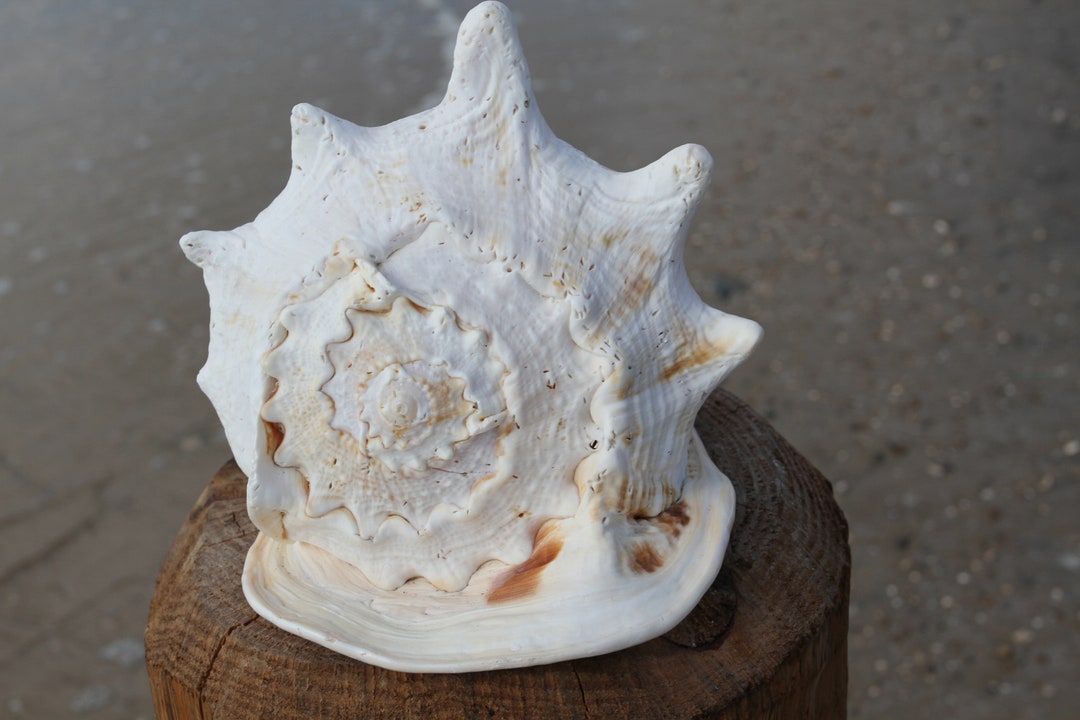 SEASHELL GIFT Large Helmet Shell, Beach Display, Mothers Day Gift ...