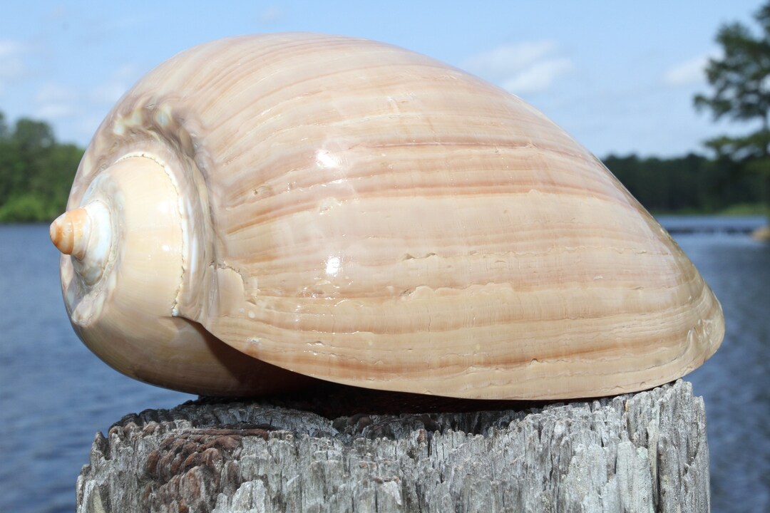 Unique Dark 8 10 Melon Display Seashell Ships Free W-44 - Etsy