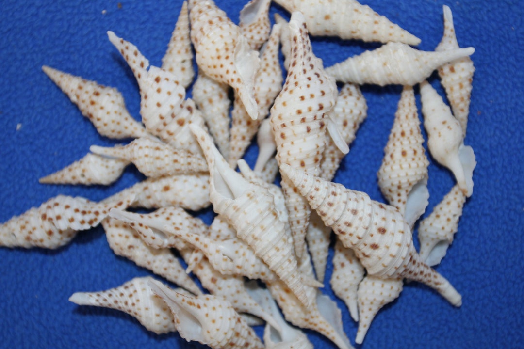 Pointy Babylonia Turris Seashells,craft Supply,beach Decor,mosaic ...