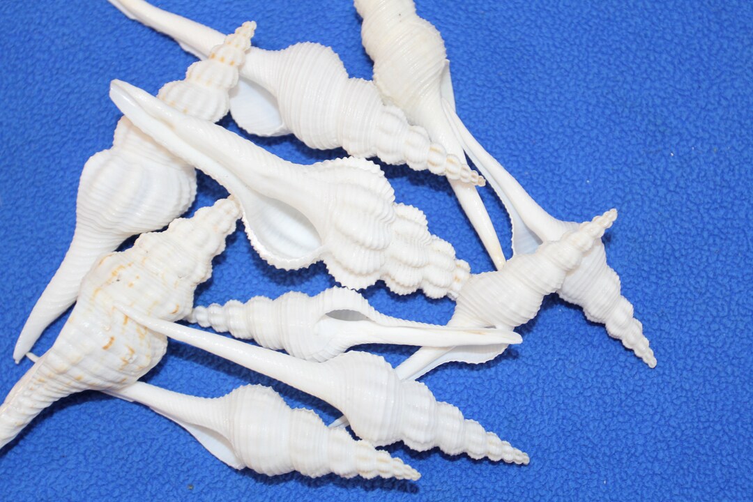 Fusus Colus for Sale, Large Spindle Seashells,beach Decor, Wedding ...