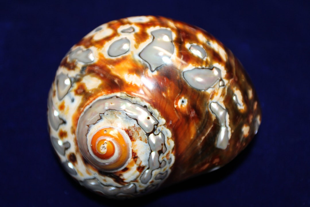 AFRICAN SARMATICUS / First Quality Shells / Turbo Seashell / Highly ...