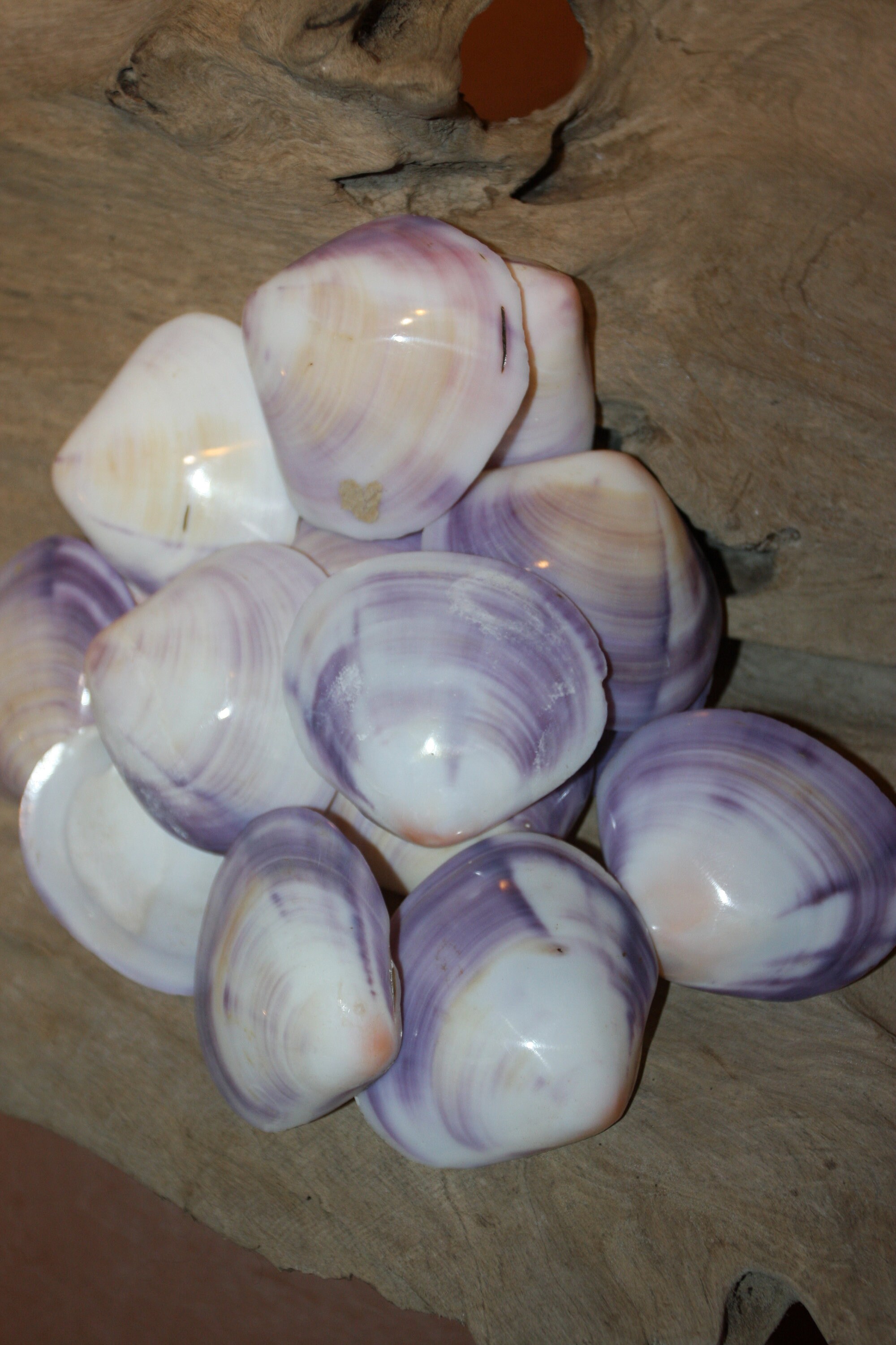 25 Polished Purple Clam Halves Jewelry Supply Glossy | Etsy