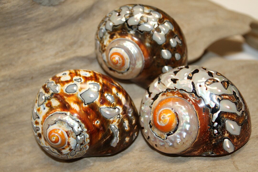 AFRICAN SARMATICUS / Turbo Seashells / Highly Polished Collectible ...