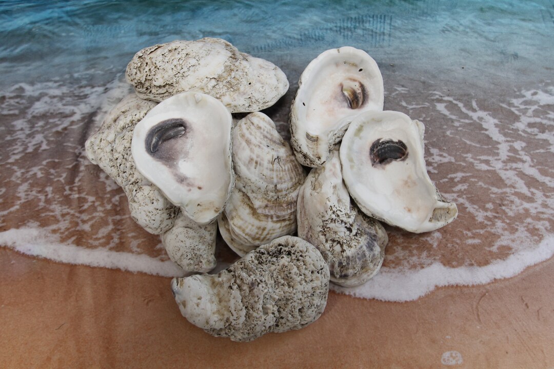 4 6 Whopper Oysters Tumbled Craft Ready Shells, Free Ship SS-231 - Etsy